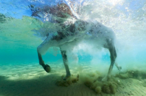 Ride Egypt - Horse Riding in Luxor, Cairo, White Desert & Red Sea