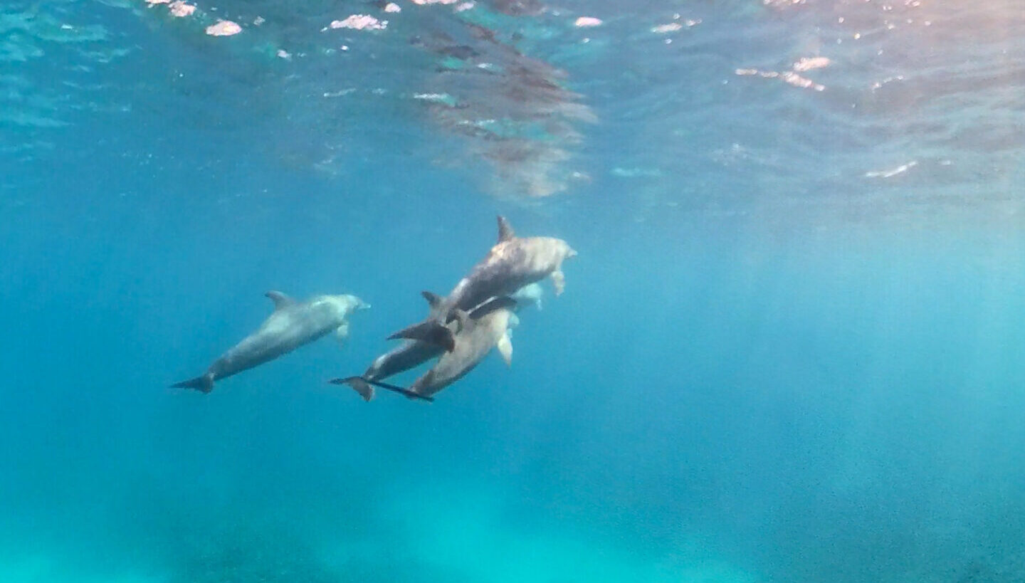 Snapshot_20240249_120200 - Ride Egypt